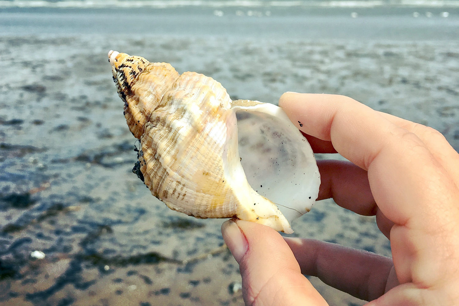 Portobello Beach: Geheimtipps für den Stadtstrand von Edinburgh